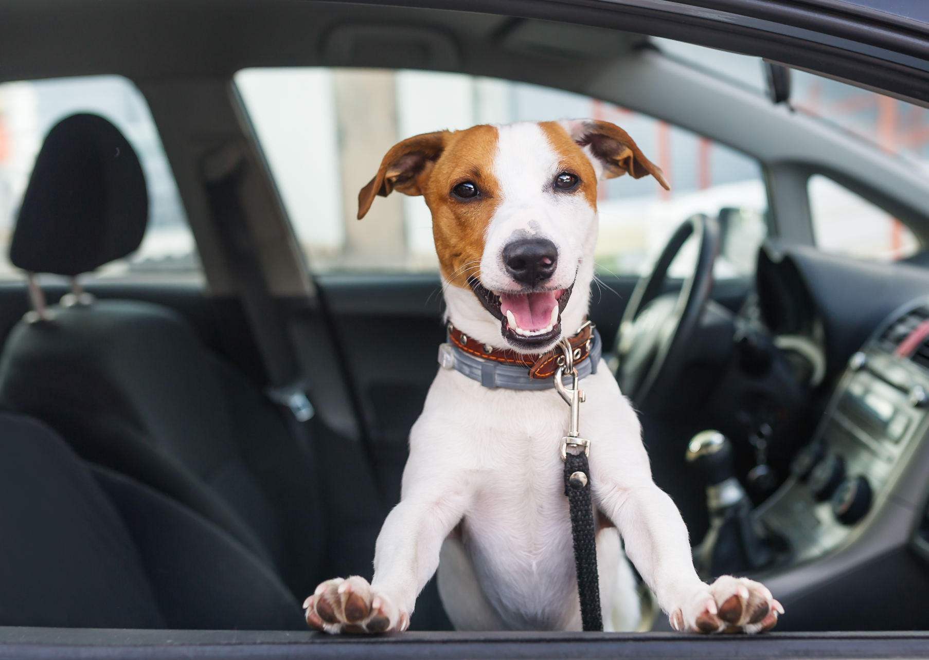 PatchGuard - Réseau de crèches canines et de petsitters professionnels