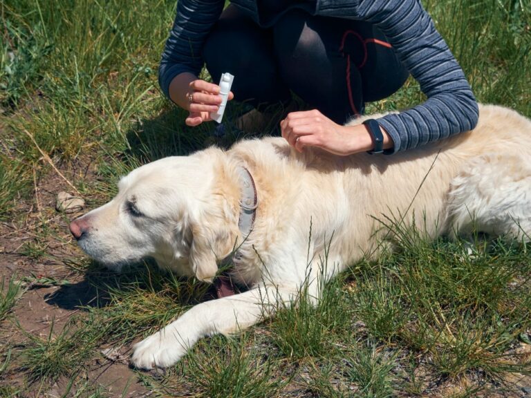 Comment Protéger mon Chien contre les Tiques