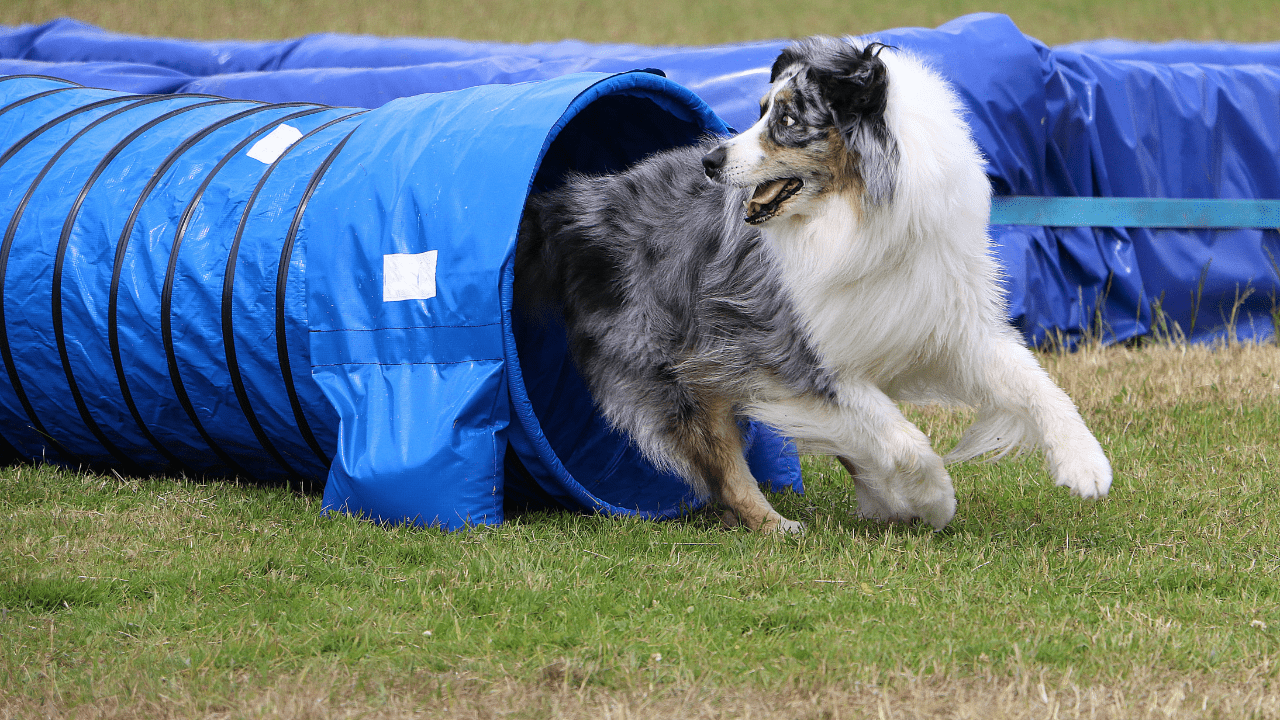 L'enrichissement environnemental du chien - PatchGuard